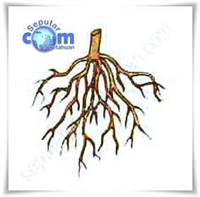 Yuherni: Jenis Akar Pada Tumbuhan