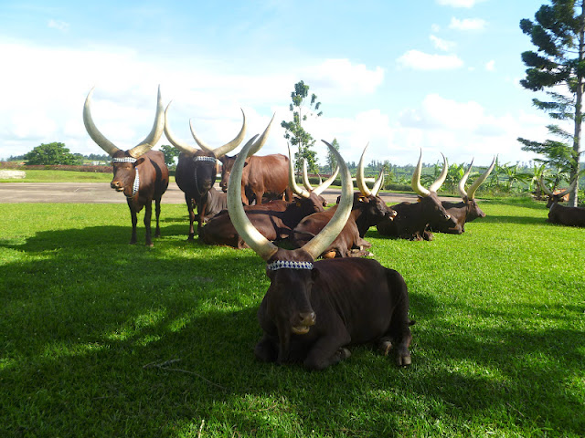 The Kroghs in Kigali!: The King's Palace and the Rwandan Cows!
