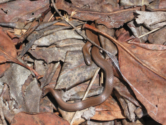 The Naturalest Naturalist: February 2012