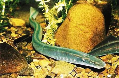 Что такое минога? Минога - это рыба? Фото и видео миноги