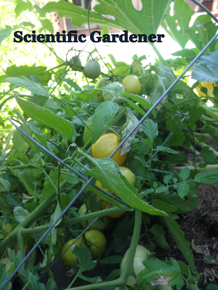 The Scientific Gardener: The Taxi Tomato