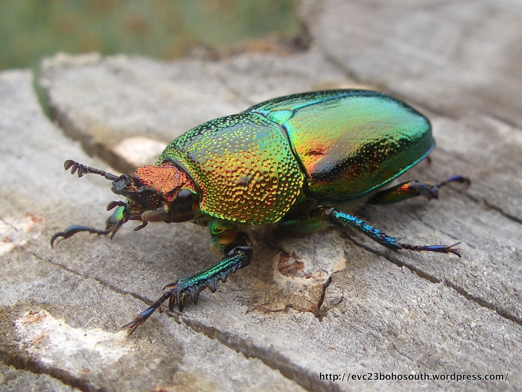 The Polish Well: Models Own: The Beetlejuice Collection