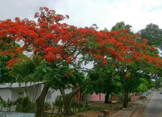 Guayana: Eje Sur Upata Santa Elena de Uairén: Arboles de Upata I ...