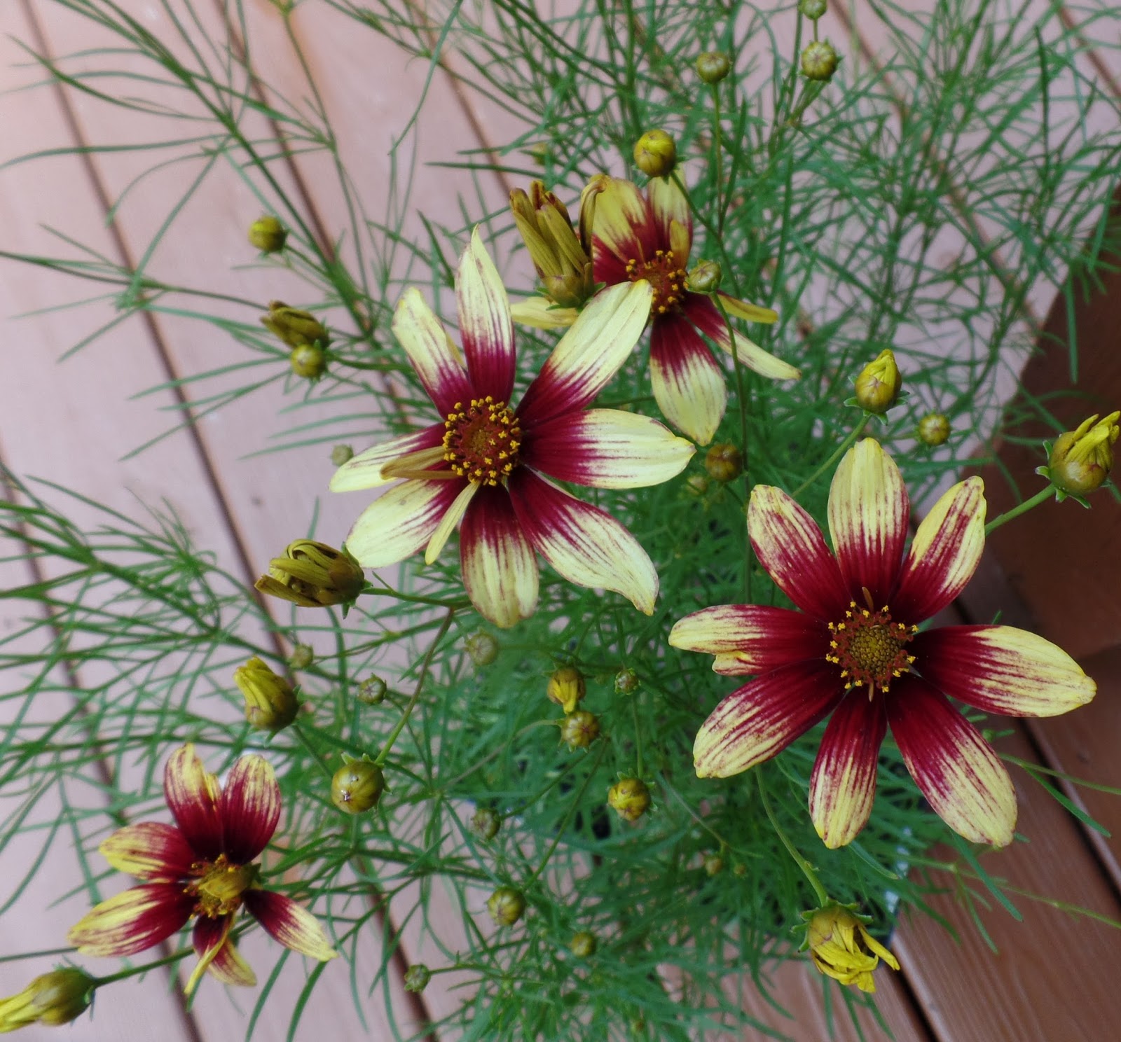 Blue Starr Gallery: Redshift Tickseed