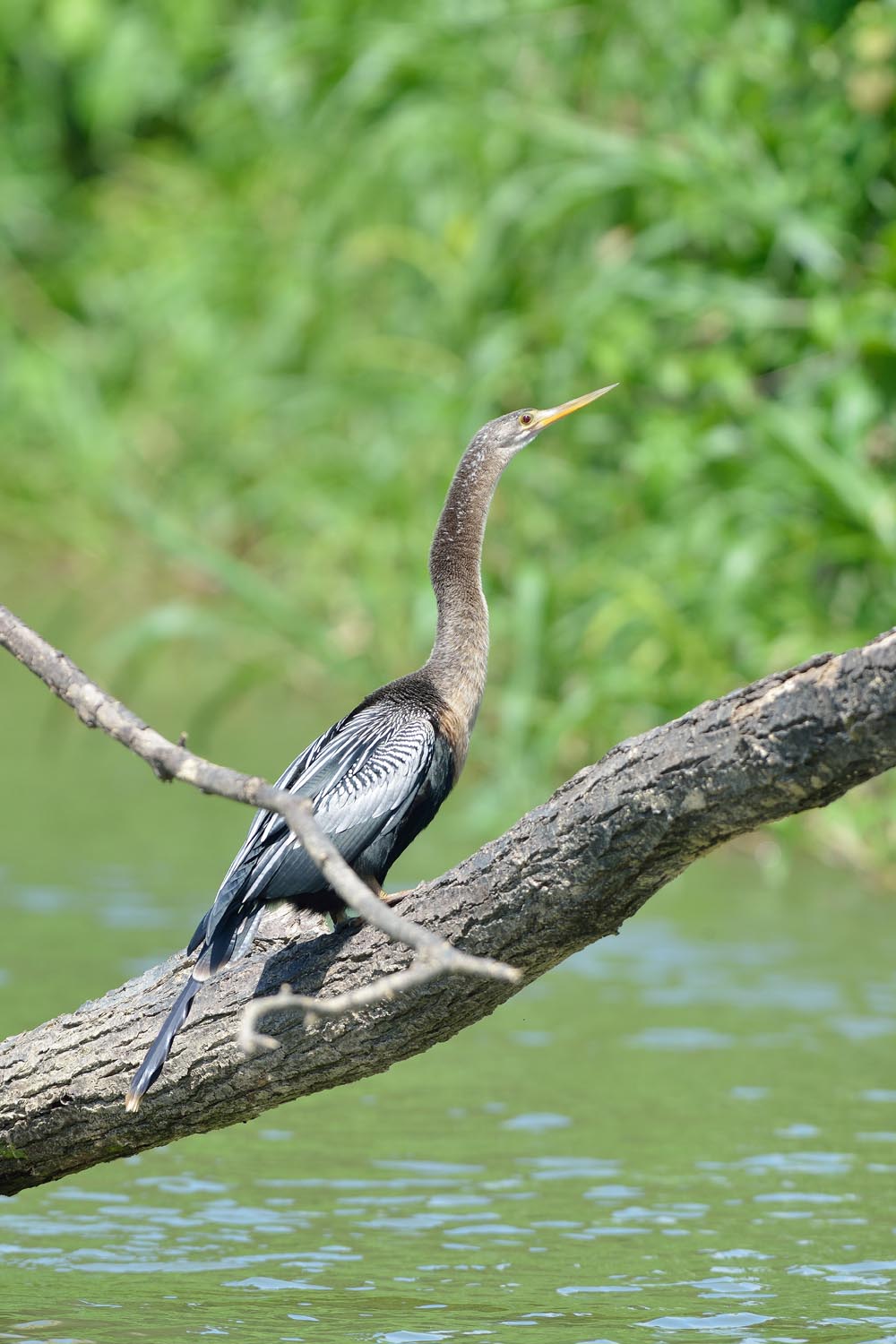 The Amazing Life: Female American Darter, Snakebird (Anhinga anhinga ...