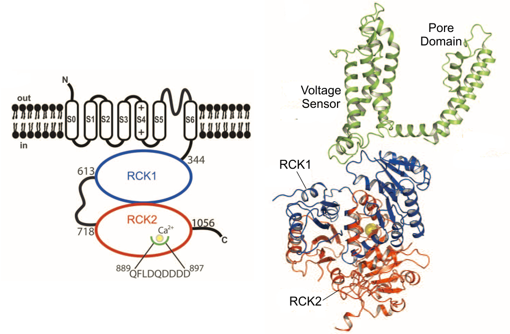 A Model for the BK channel