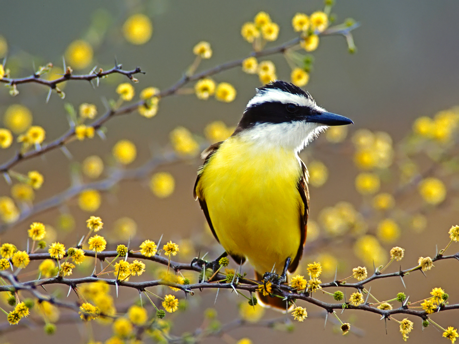 Bird of the Day: The Great Kiskadee