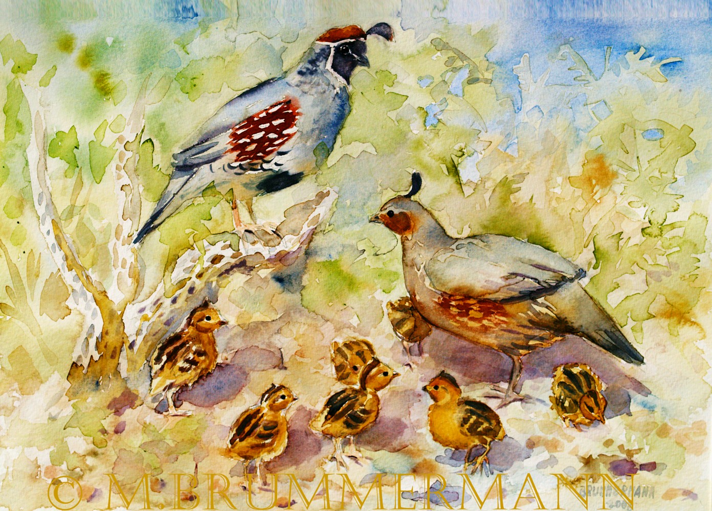 Arizona: Beetles, Bugs, Birds and more: February 2017