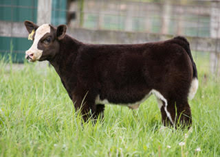 RCC Blog: Fu Man Chu Selling May 9th On Kopp Land and Livestock Online ...