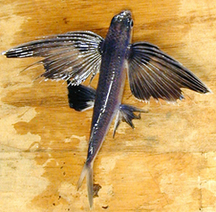 Singot sa barongoy (Sweats From Flying Fish): flying fish (barongoy)