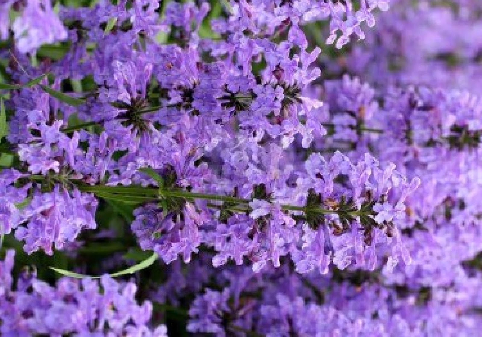 PLANTAS MEDICINALES A TU SALUD: HISOPO