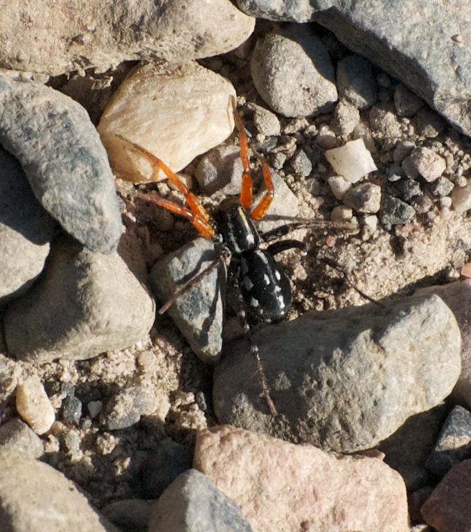 A Wandering Naturalist: Australia: Caves and Crustaceans