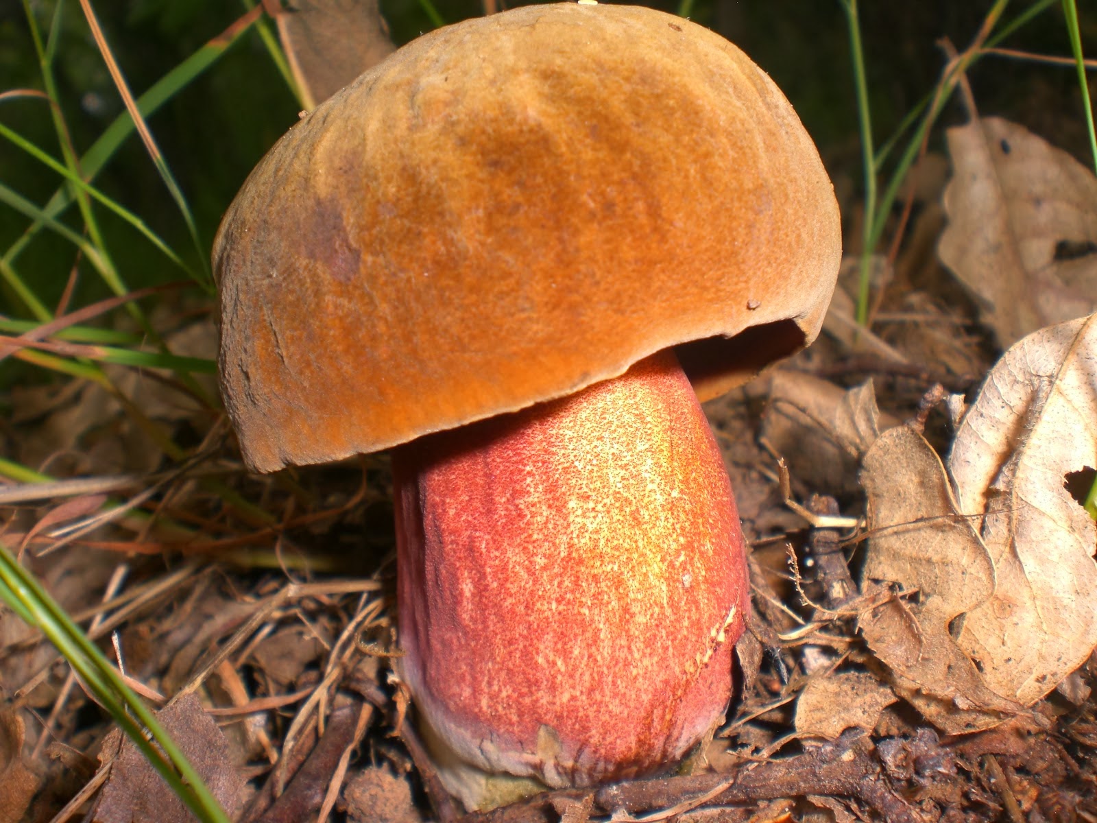 El Valle de Sabero: El género Boletus en el Valle de Sabero