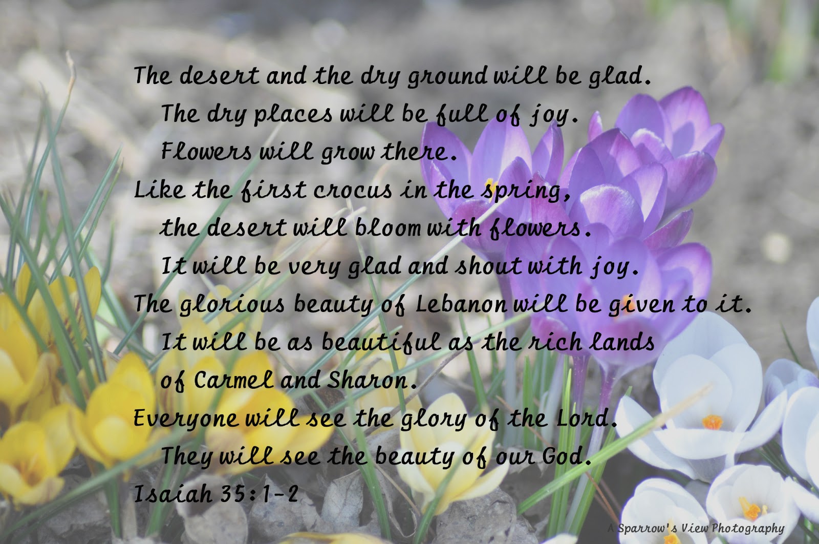 A Sparrow's View Photography: Isaiah 35: 1-2
