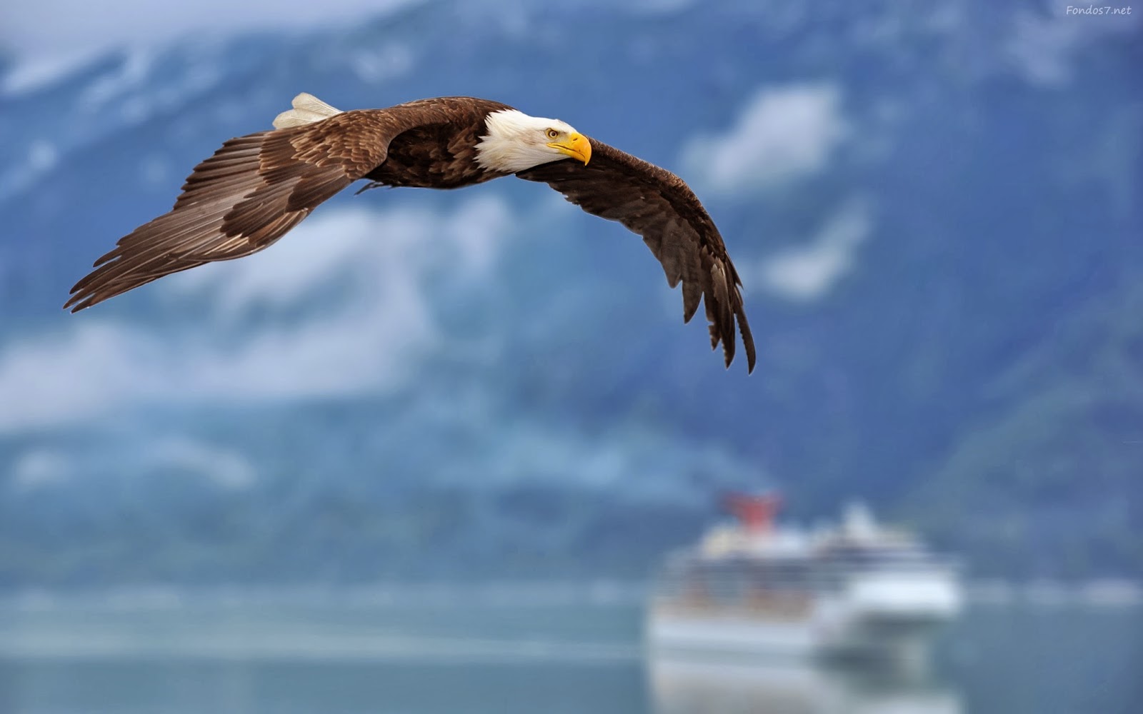 purpura: ATRÉVETE A VOLAR