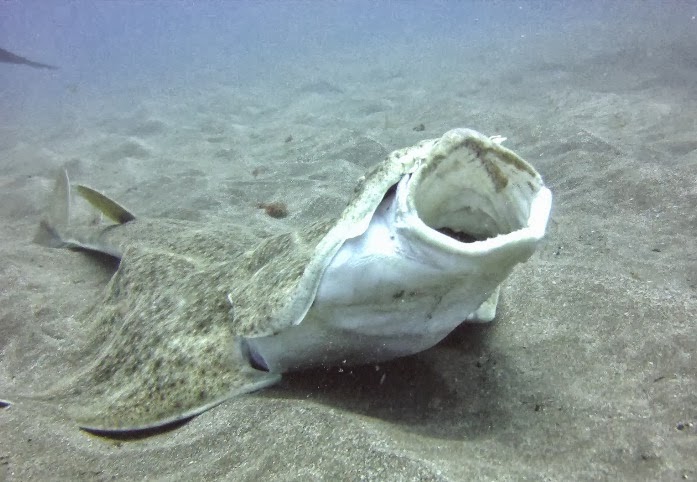 Tiburones en Galicia: Angelote (Squatina squatina)