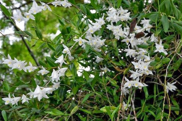 Anggrek Merpati Mengobati Kanker Otak | Berani Beda