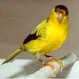 ROLLER CANARY – Jati.id
