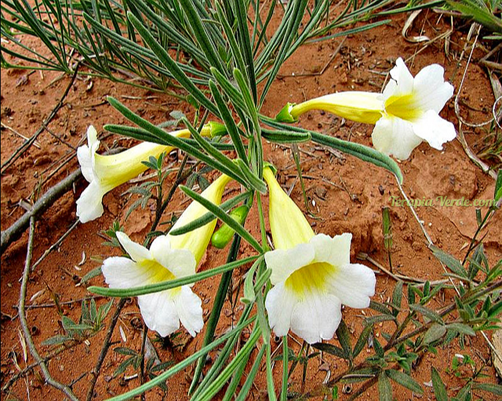 Benefícios da Catuaba | Terapia Verde