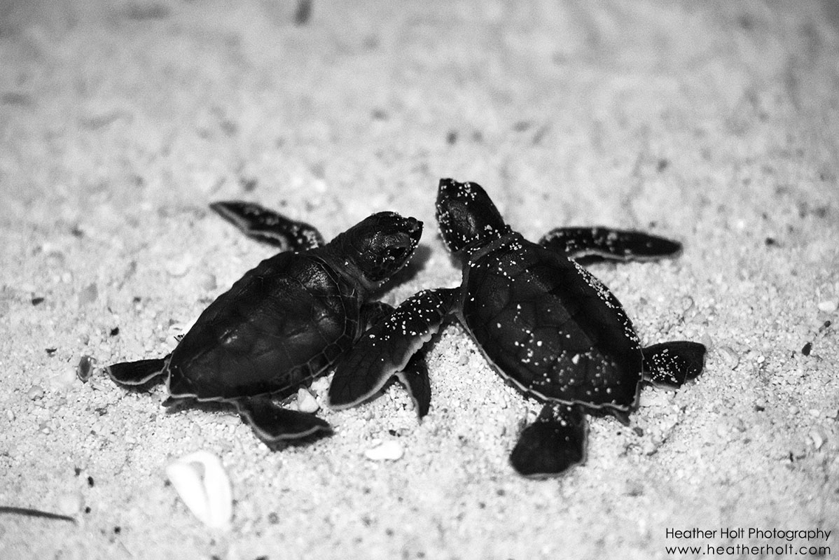 SILVER SANDS: Turtle Hatchlings!