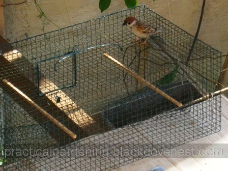Practical Gardening: Homemade Bird Trap - Pre-Baiting Sparrows