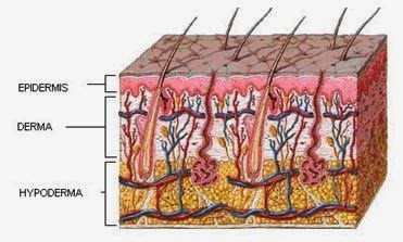 Pilingas AHA: Odos sandara