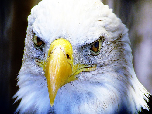 cyberco: Beberapa Jenis Elang