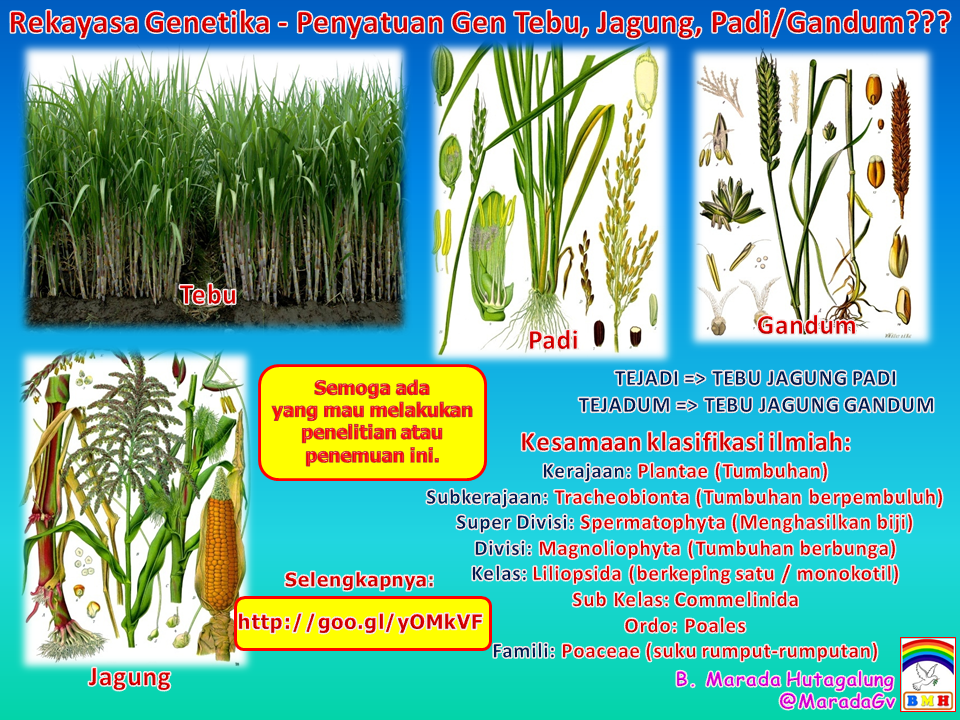 Rekayasa Genetika - Penyatuan Gen Tebu, Jagung, Padi/Gandum??? - B ...