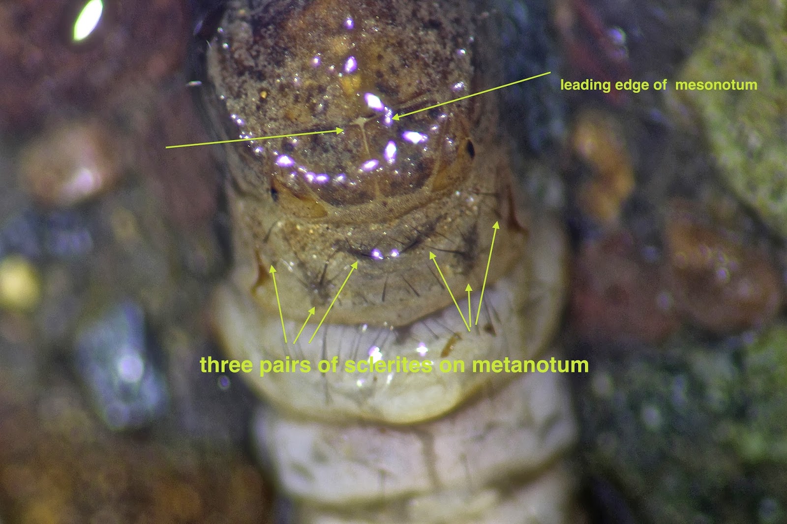 Aquatic Insects of Central Virginia: Case-makers we commonly see in the ...