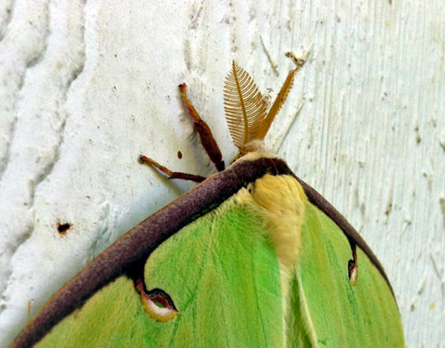 KY Natural Inquirer: Luna Moths