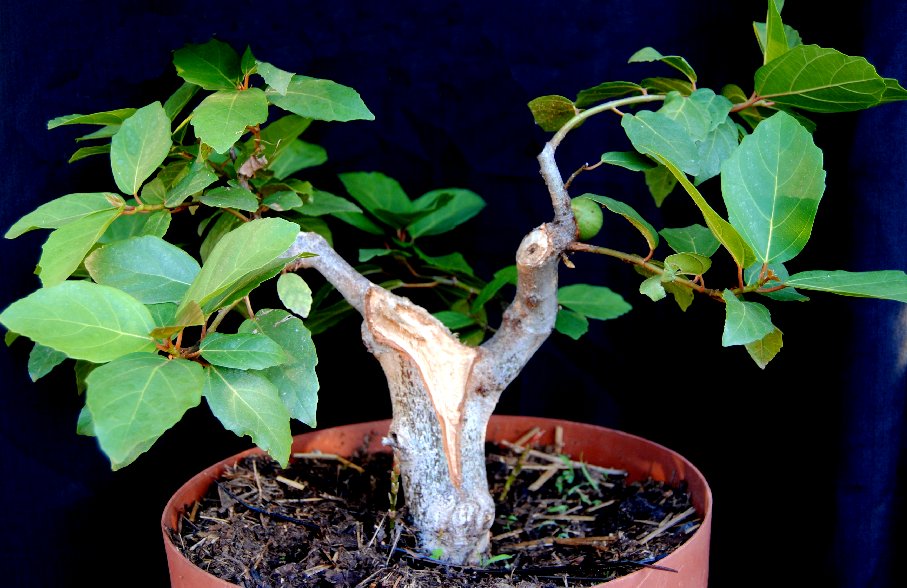 LENNARD'S BONSAI BEGINNINGS.: Ficus sur - lots of potential!