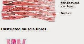 NCERT Solutions for Class 9th: Ch 6 Tissues Science - Study Rankers