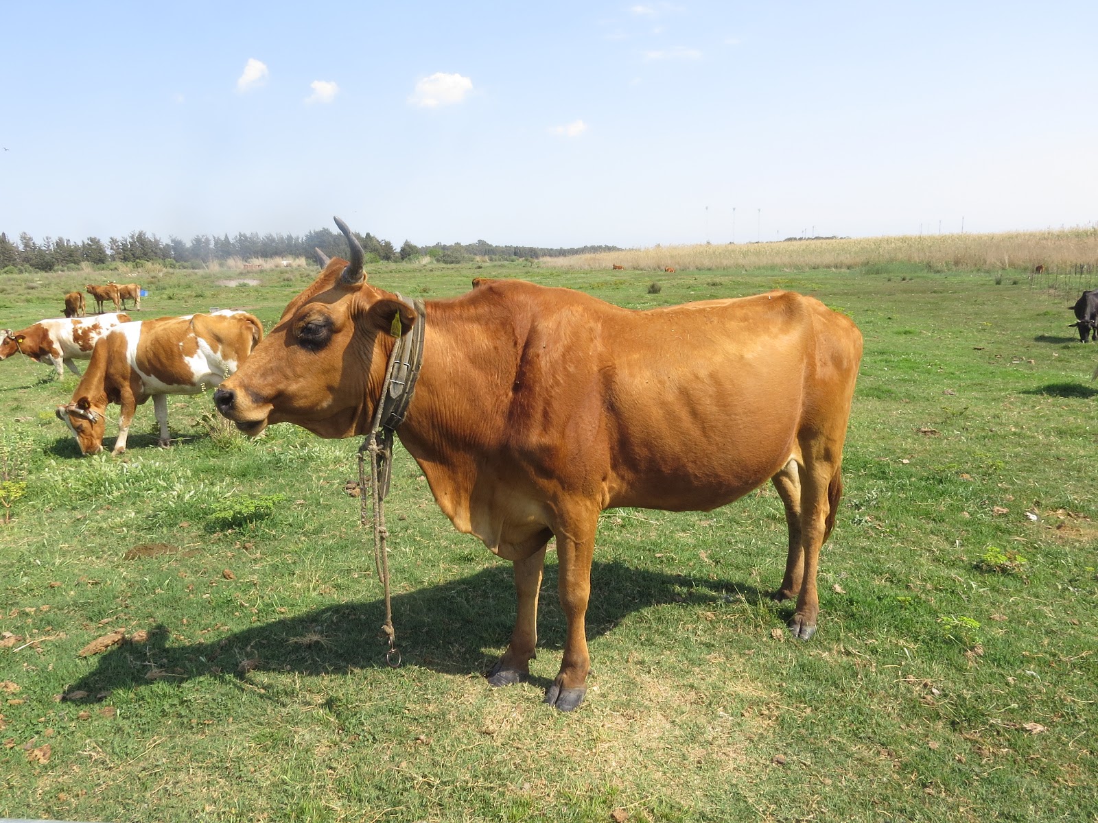 Biodiversity of Cyprus by NGO Protection of the Natural Heritage and ...