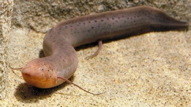 100 cia divertida...Biología: Los Dipnoos ¿Terrestres o acuáticos?