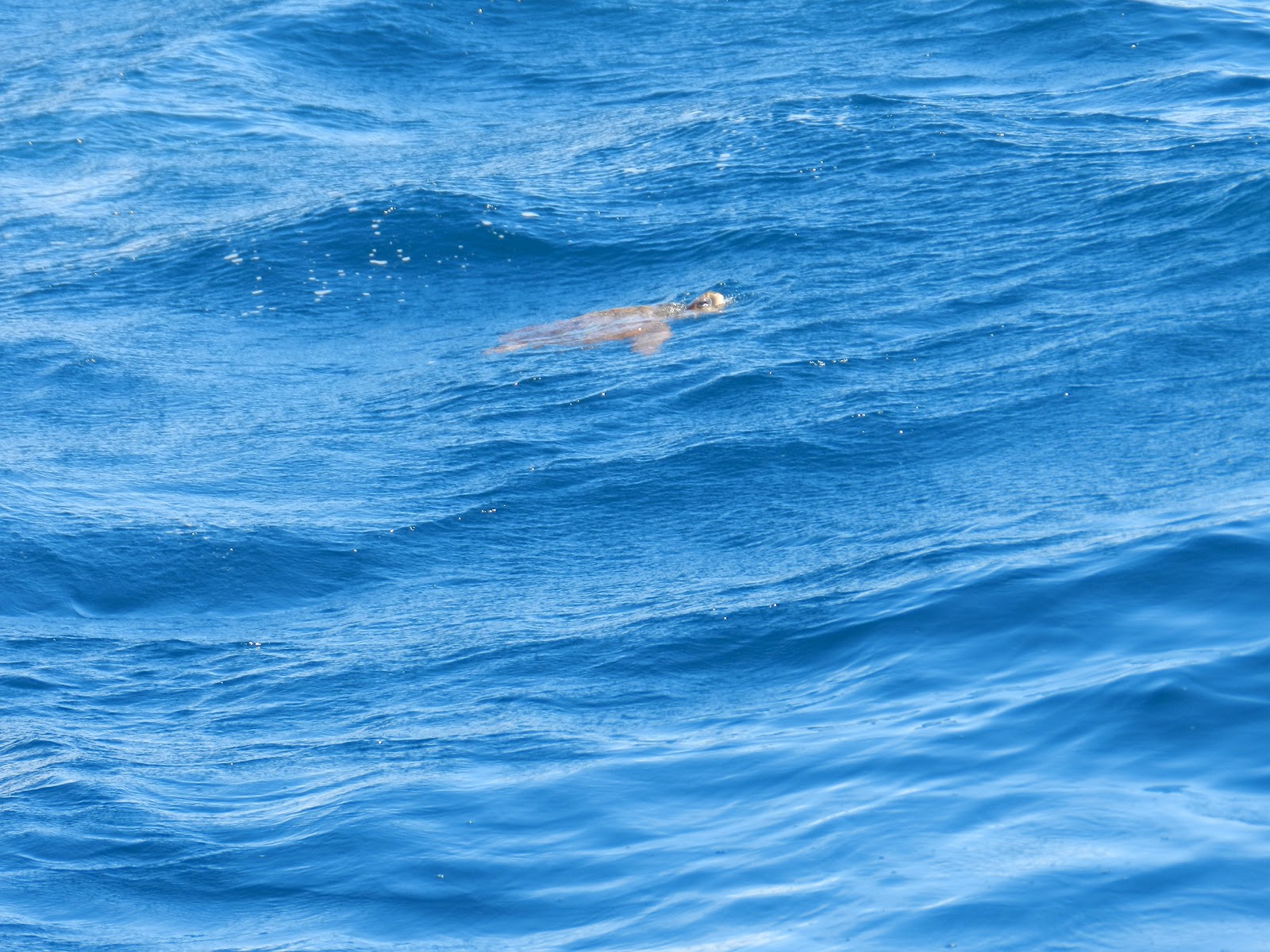 Birding Is Fun!: Extreme Pelagic Birding: No Pain, No Gain