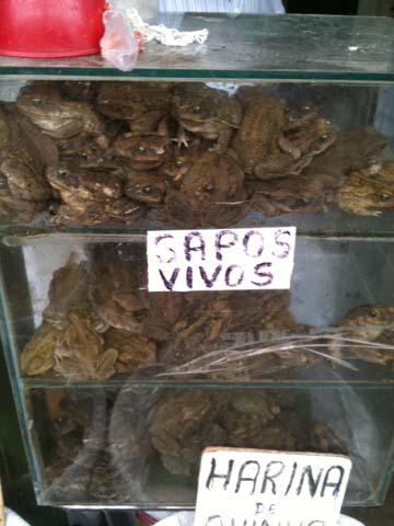 The Lima Peru LDS Temple Mission: The "Real' Peru and Extracto de Rana