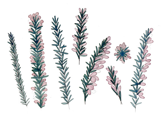 Freya Lines Designs: Heather Sketching