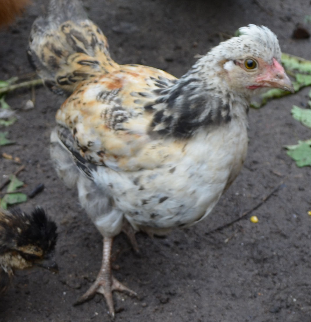 De moestuin en het Kippenhuis : Zyanhoentjes en Zijdehoentjes - Deel 14