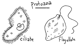 The Beautiful Biosphere: Protozoa and Parazoa