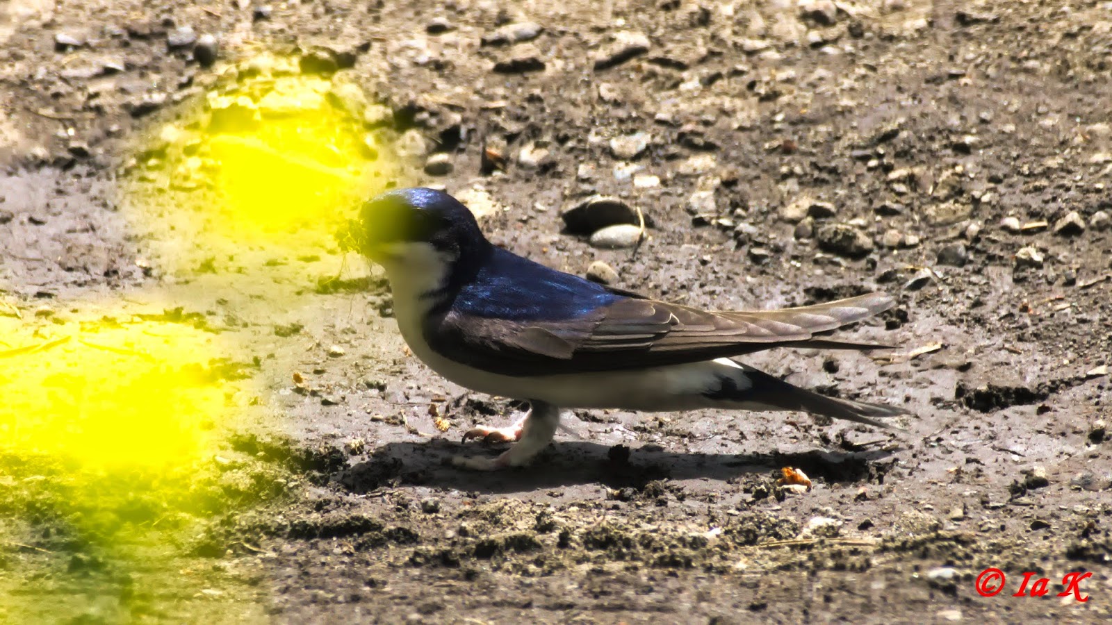 Birds (Avis) ჩიტები: სოფლის მერცხალი და ქალაქის მერცხალი: Barn Swallow ...