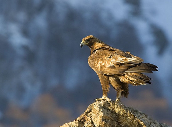 Spreebird wildlife: EAGLES OF PAKISTAN