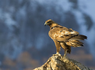 Spreebird wildlife: EAGLES OF PAKISTAN