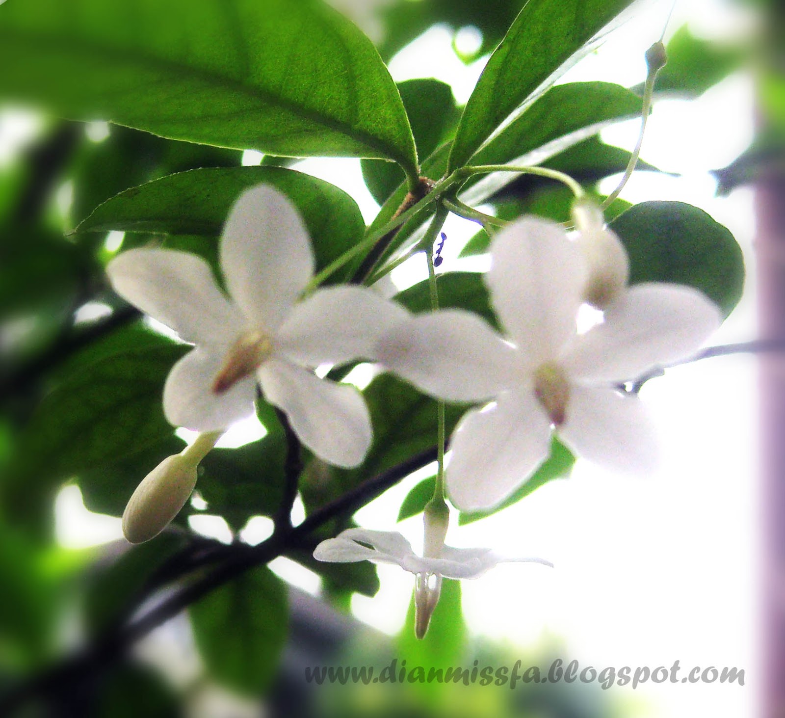 KEBUN BUNGA: WATER JASMINE (Wrightia religiosa)