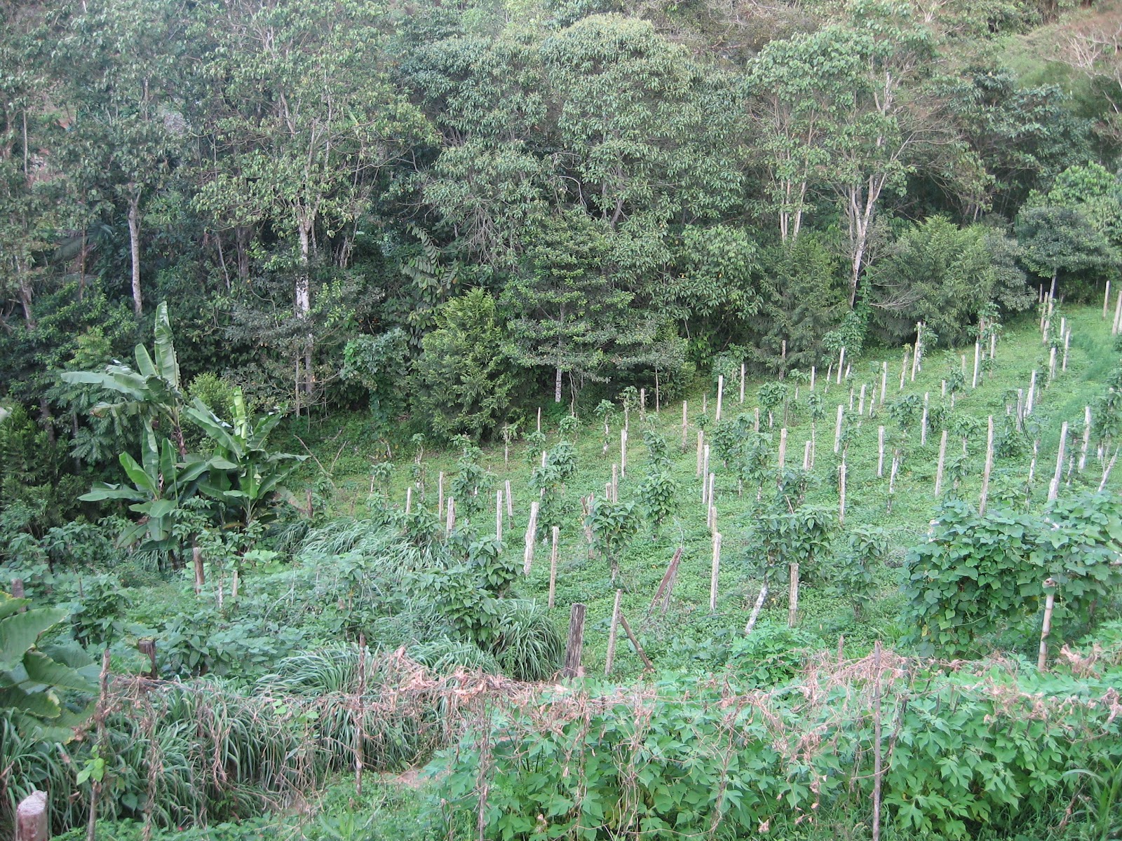CABRITA: SALUD Y ALIMENTACION