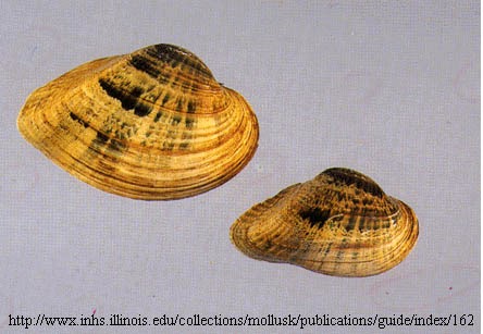 Bizarre Creature of the Day: Creature 177: Epioblasma triquetra