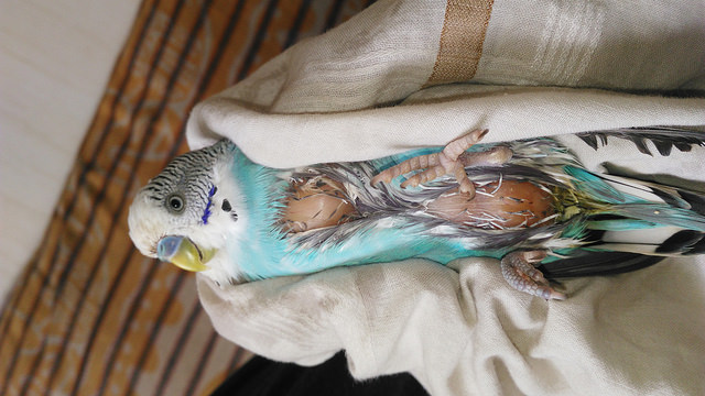 MWVN: Male Budgie Swollen Chest / Stomach & Vent | Indian Budgerigar ...