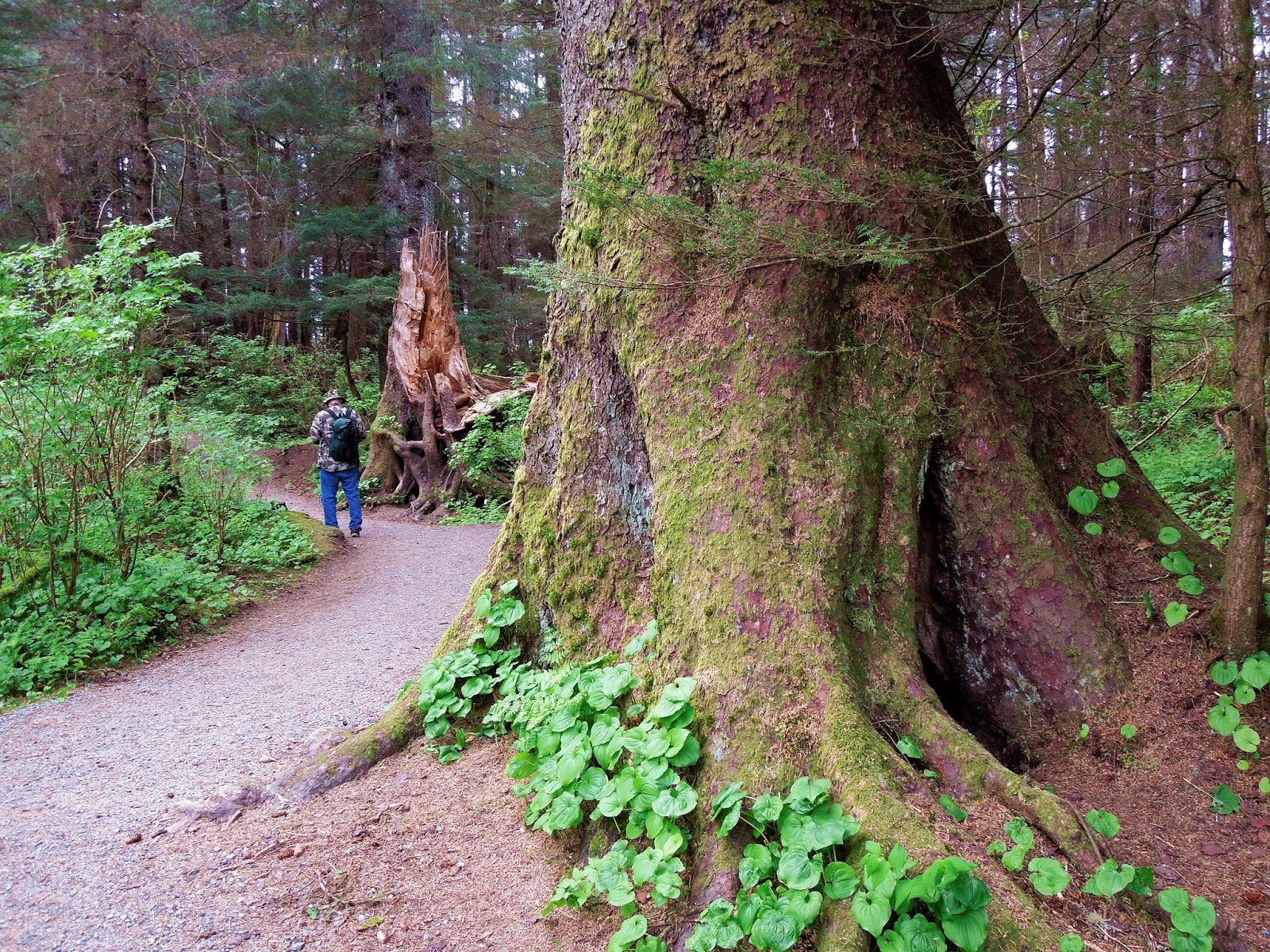 Focusing On Travel : Sitka Alaska - Totems, Trails, and Trees