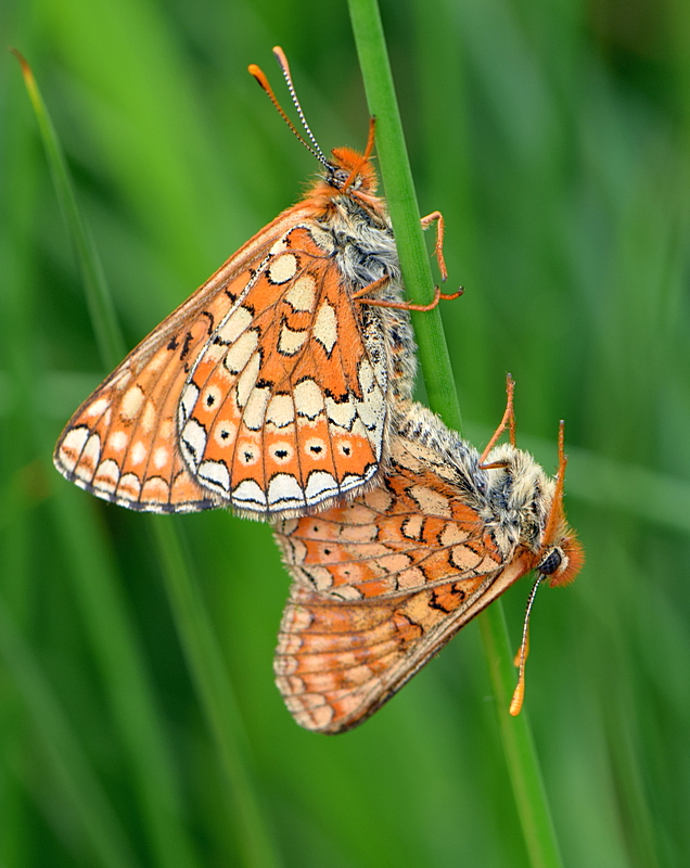 JRandSue: MARSH FRITILLARY AT BRENEY COMMON.