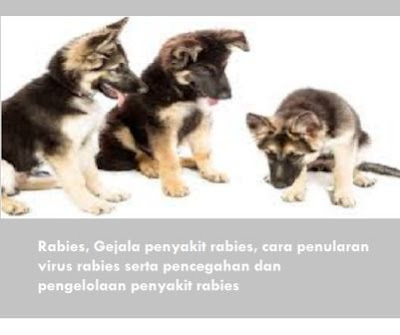 Rabies, Gejala penyakit rabies, cara penularan virus rabies serta ...