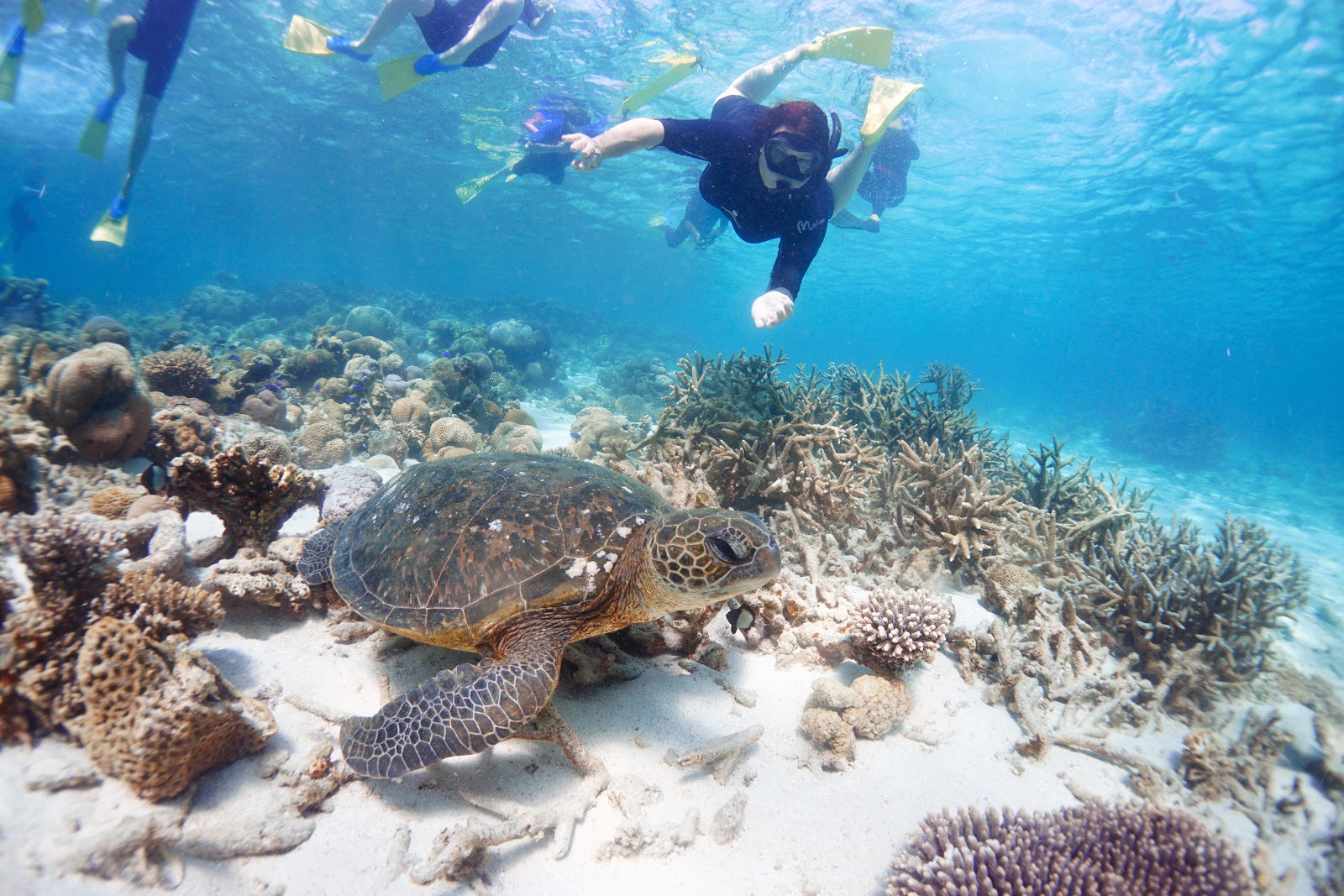 Snorkeling the Ningaloo Reef (Ningaloo Marine Park) ~ The Long Way's Better